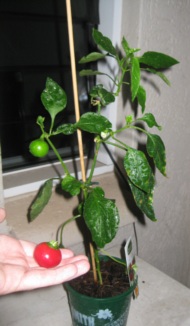 Cherry Chili – What are they? - Growing Chillies