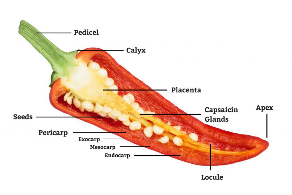 Anatomy of a Chili Pepper - Growing Chillies