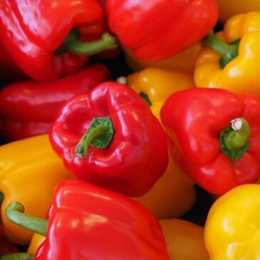 Beginners Gardening: Tips To Grow The Birds Eye Chilli Plant - Growing ...