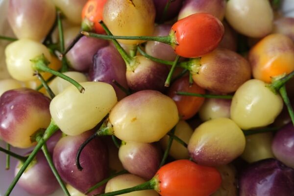 Cherry Pepper Plants – Growing, Harvesting And Eating - Growing Chillies