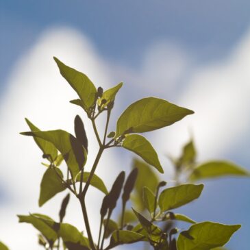 Beginners Gardening: Tips To Grow The Birds Eye Chilli Plant - Growing ...